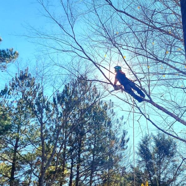 Tree Trimming & Pruning Services Near Me - Find Local Tree Services ...