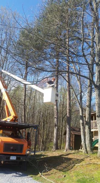 Tree Trimming & Pruning Services Near Me - Find Local Tree Services ...