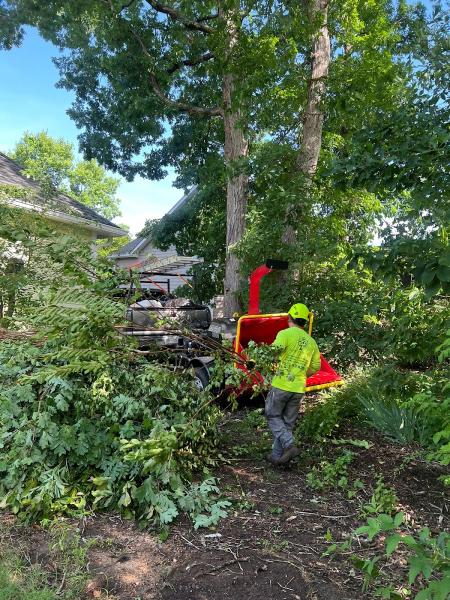 Tree Trimming & Pruning Services Near Me - Find Local Tree Services ...
